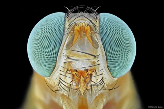 Amazing Macro Photography Shots Of Insects - Donald Jusa - Creatives Wall